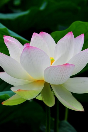 Khi cha bệnh - Tản văn